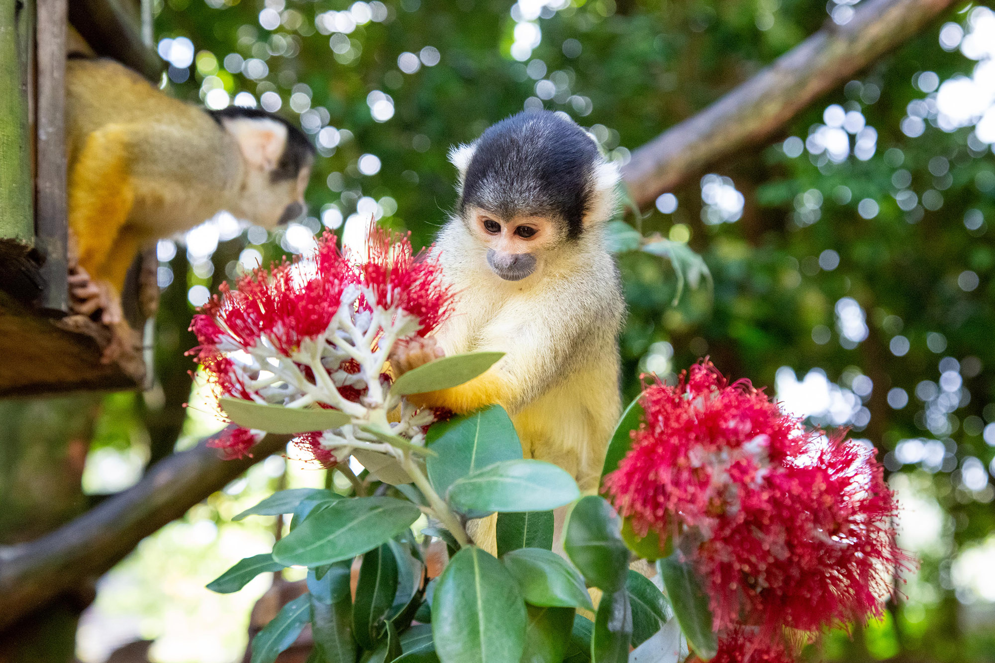 Feeding our wild friends at the zoo :: Kāinga Ora – Homes and Communities