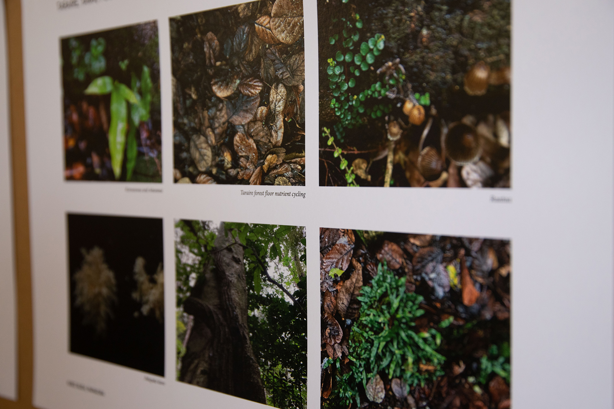Launch of new Ngaa Hau o Maangere Ngahere Planting Guide :: Kāinga Ora ...